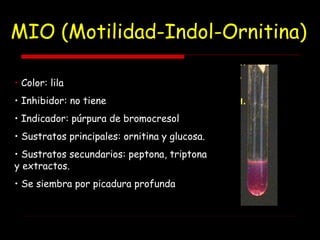 Pruebas bioquimicas en Enterobacterias | PPT | Chemistry | Science