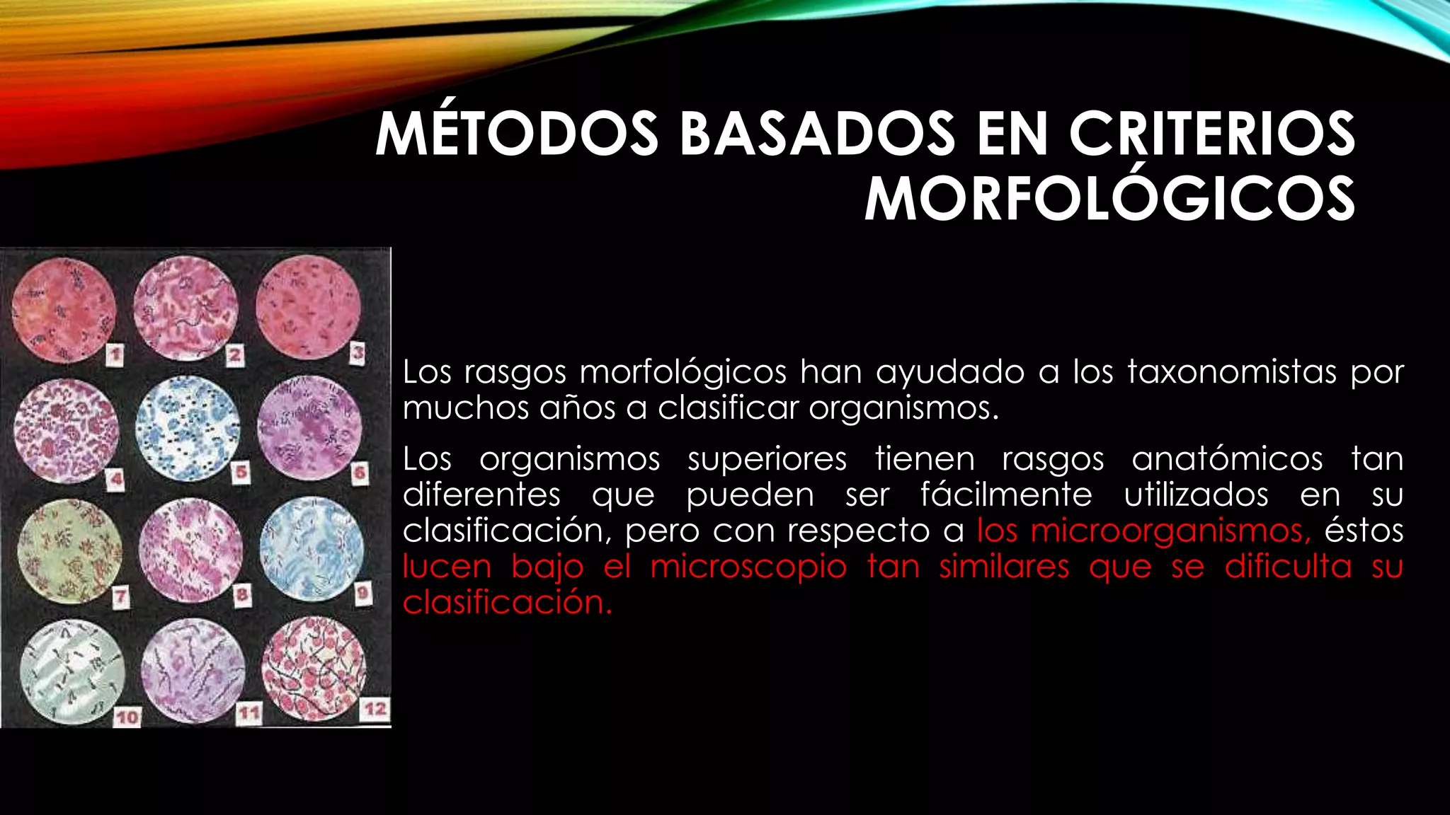 Pruebas bioquímicas