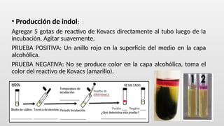 PRUEBAS BIOQUÍMICAS DE IDENTIFICACIÓN BGN.pptx