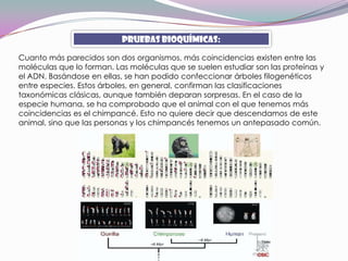 Pruebas de la evolución | PPTX