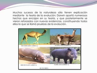 Pruebas de la evolución | PPTX
