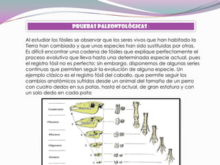 Pruebas de la evolución | PPTX