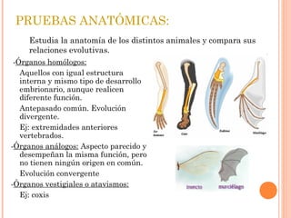 Pruebas de la evolución | PPT | Genetics | Science