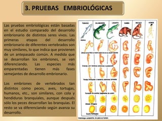 Pruebas de la evolución | PPTX