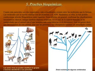 Pruebas de la evolucion | PPT