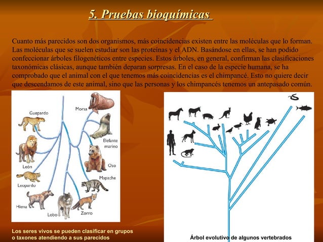 Pruebas de la evolucion | PPT
