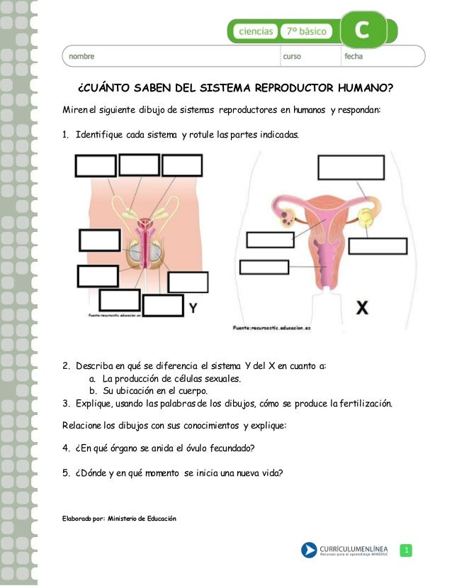 Lamina De Aparato Reproductor Femenino Y Masculino