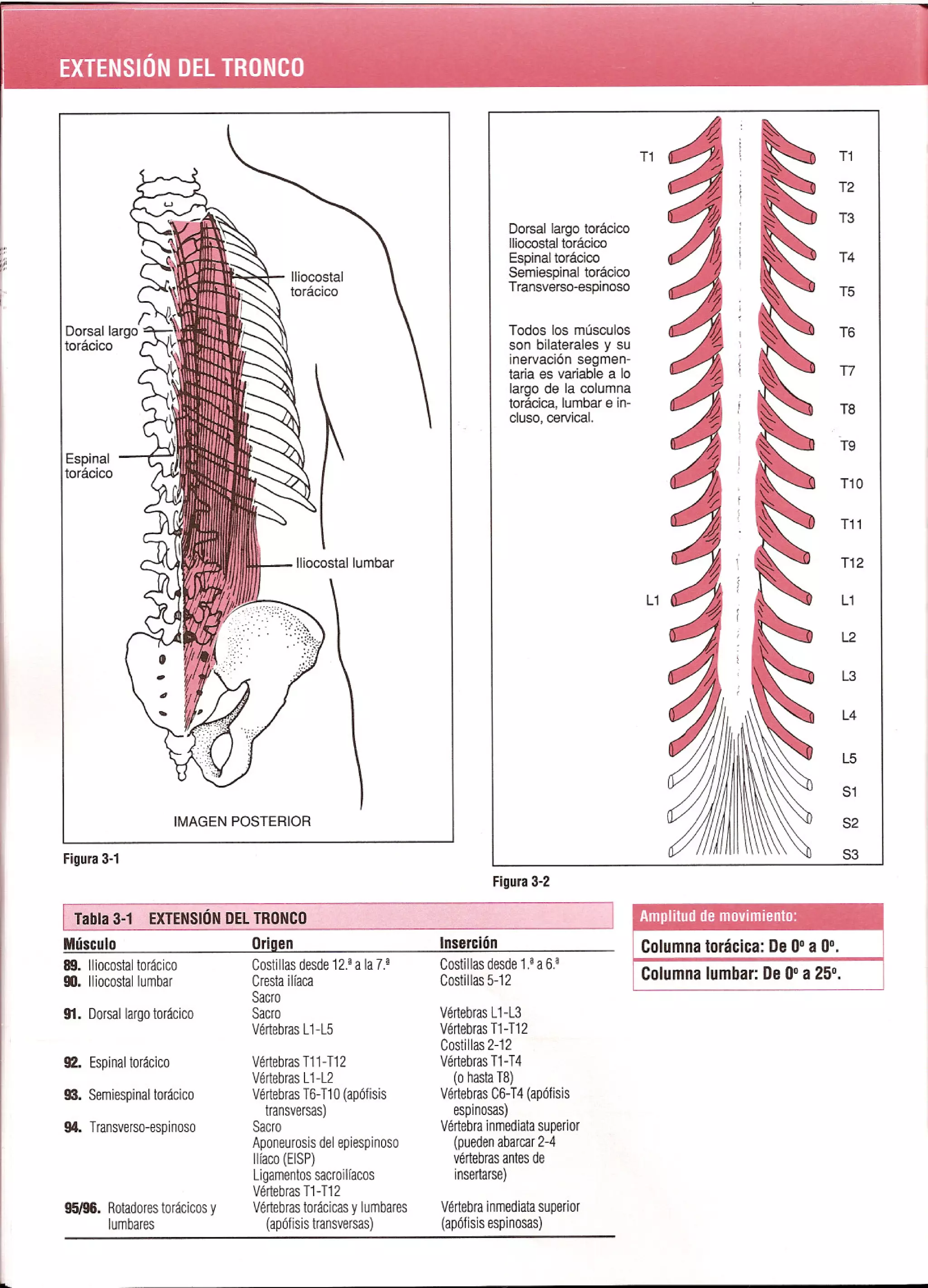 Pruebas Funcionales Musculares Daniels 6a Edicion | PDF