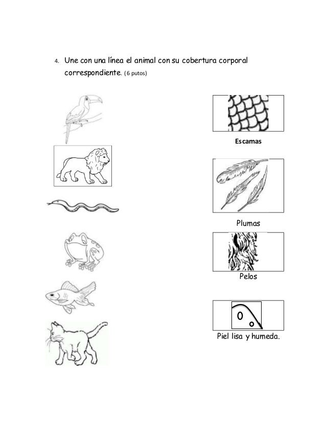 Prueba los animales 1º básico