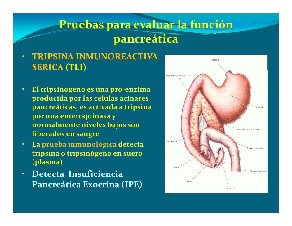Prueba Funcionpancreatica