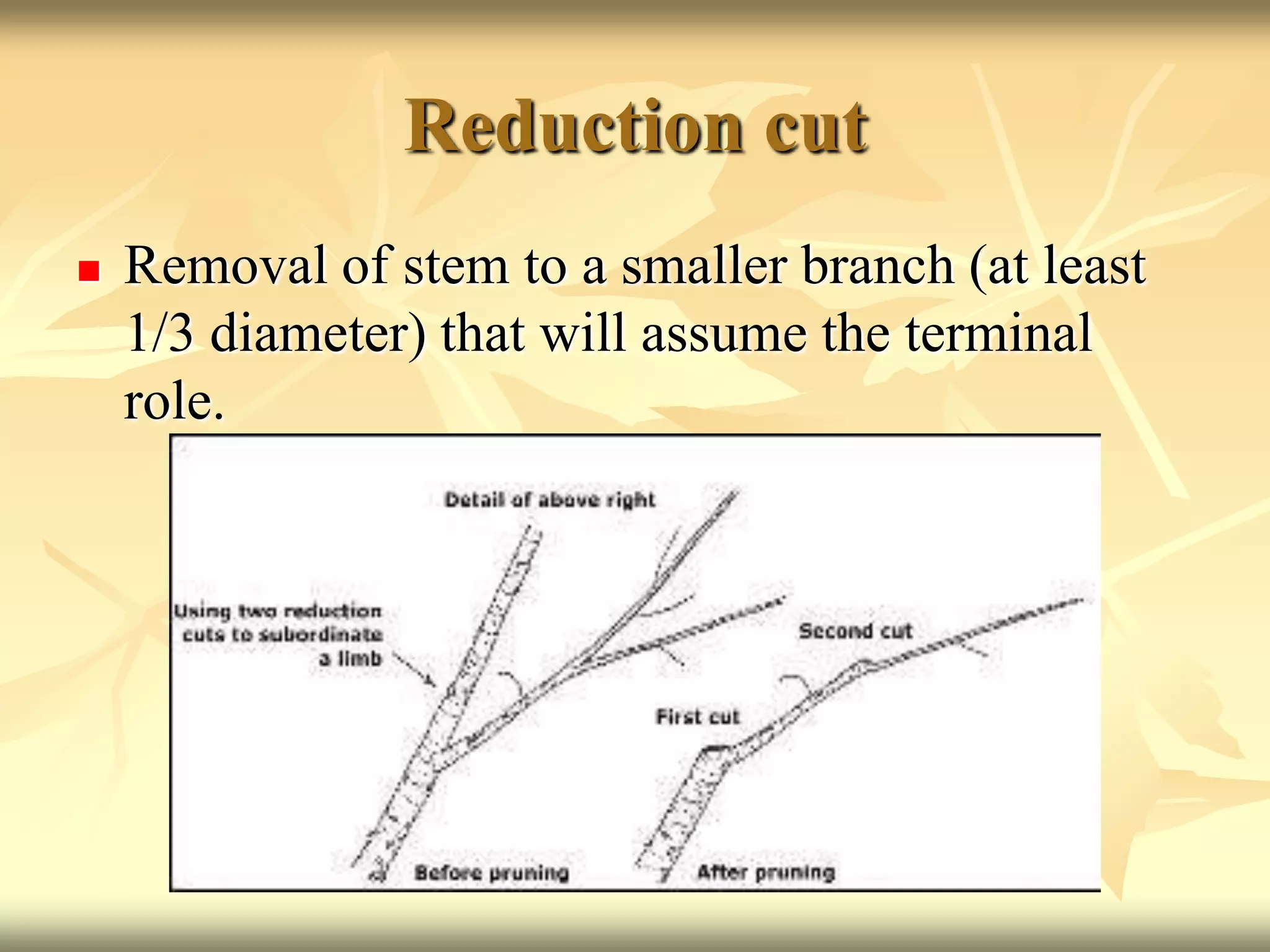 Pruning | PPTX