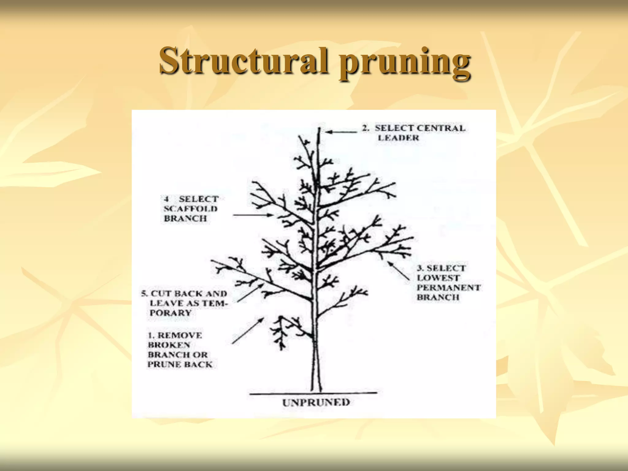 Pruning | PPTX