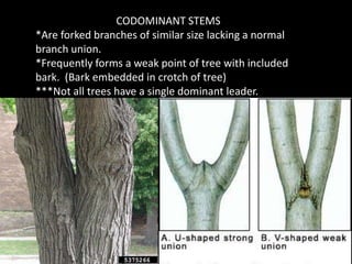 Everything you ever wanted to know about pruning trees, shrubs and ...