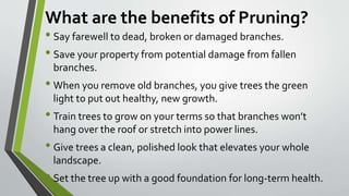 PRUNING.pptx