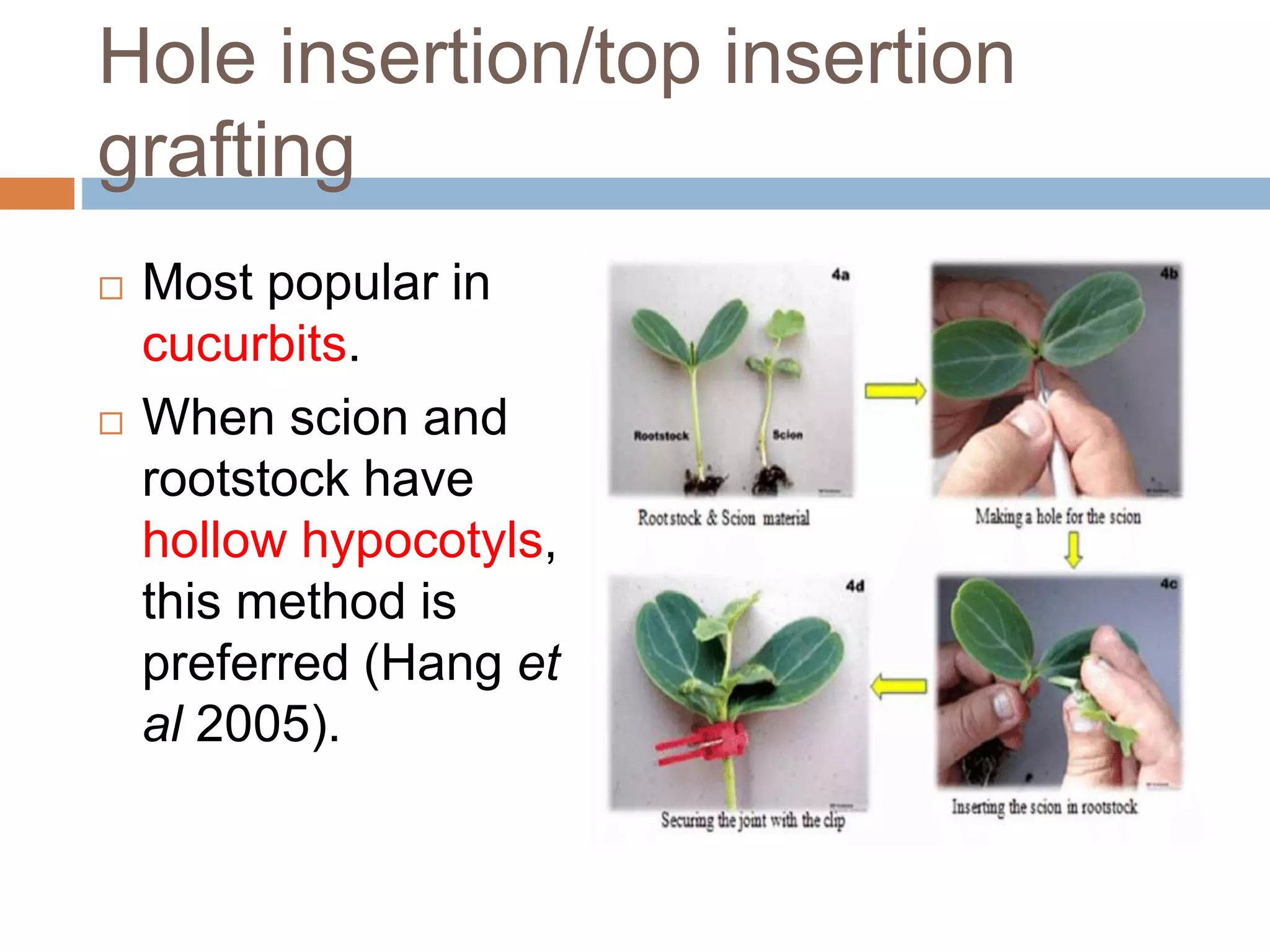 Pruning and grafting in vegetable crops | PPTX