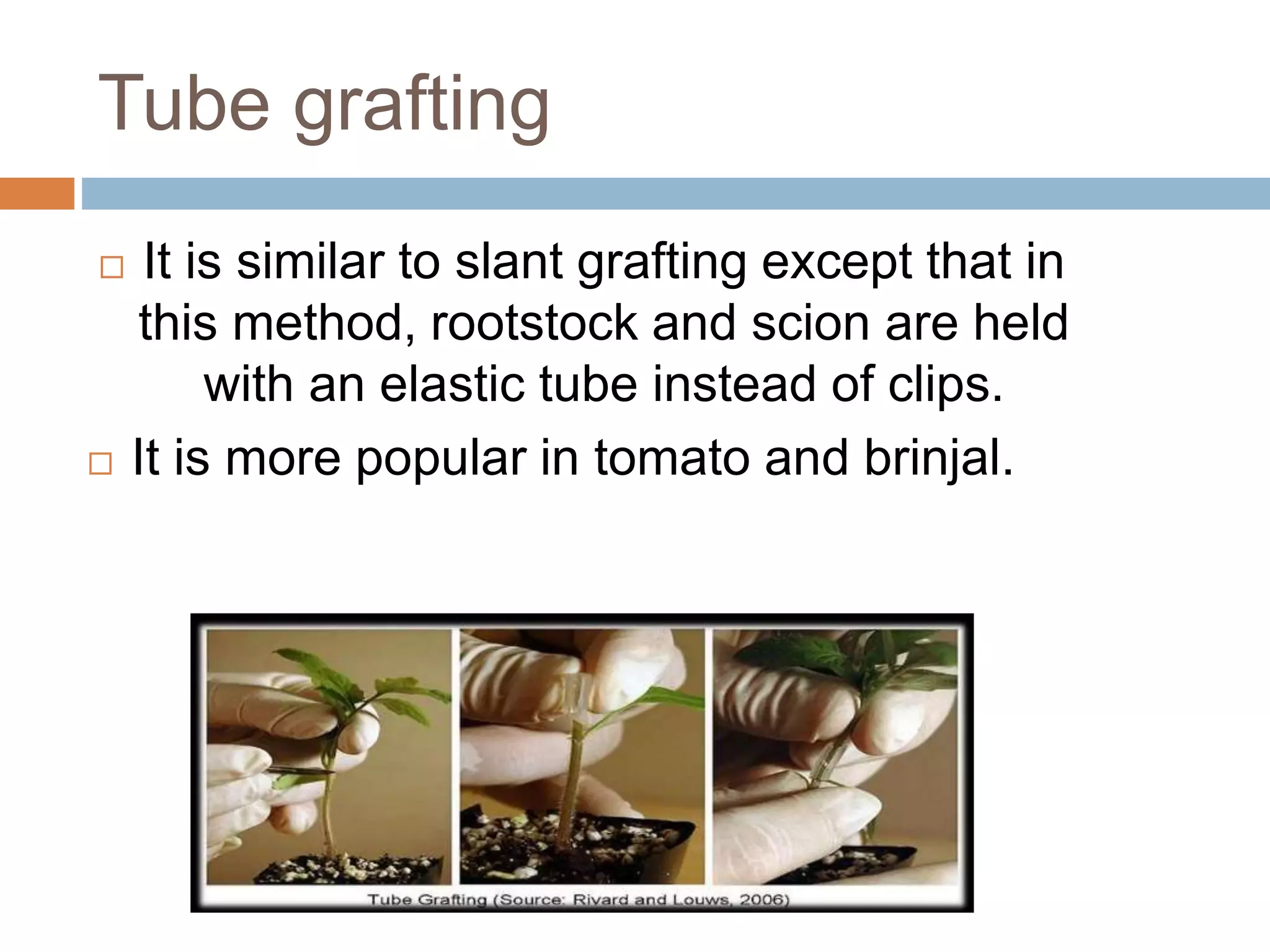Pruning and grafting in vegetable crops | PPTX