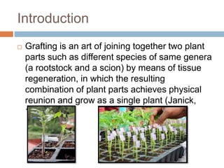 Pruning and grafting in vegetable crops | PPTX