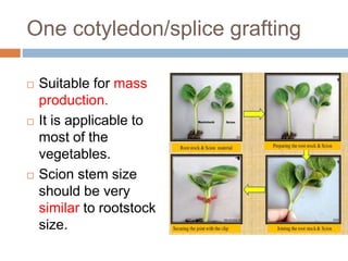 Pruning and grafting in vegetable crops | PPTX