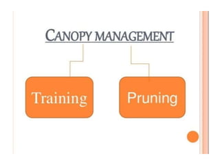 Pruning and training | PPTX