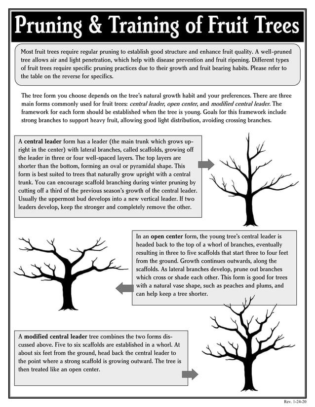Pruningand trainingfruittrees | PDF