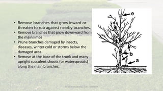 Pruning and Training of Trees.pdf