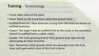 Pruning and Training of Trees.pdf