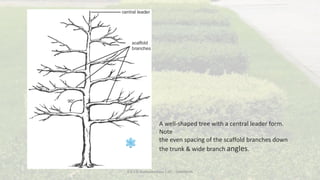 Pruning and Training of Trees.pdf