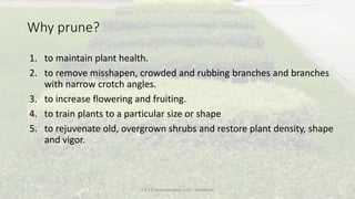 Pruning and Training of Trees.pdf