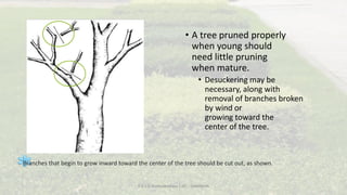 Pruning and Training of Trees.pdf