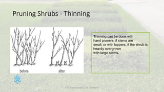Pruning and Training of Trees.pdf