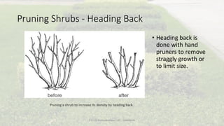 Pruning and Training of Trees.pdf