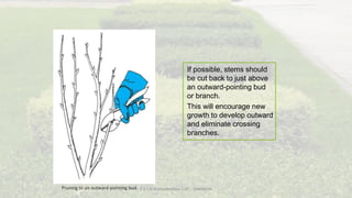 Pruning and Training of Trees.pdf