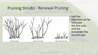 Pruning and Training of Trees.pdf