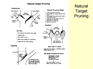 Grow Your Own, Nevada! Spring 2012: Training and Pruning Fruit Trees | PPT