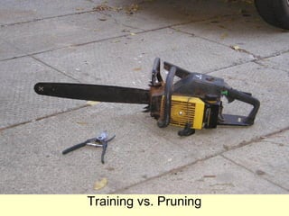 Grow Your Own, Nevada! Spring 2012: Training and Pruning Fruit Trees | PPT