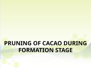 pruning of cacao during formation stage.pptx