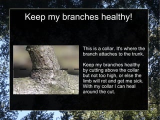 Pruning slideshow | ODP