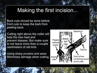 Pruning slideshow | ODP