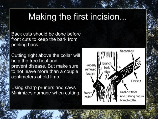 Pruning slideshow | PPT