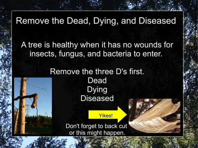 Pruning slideshow | PPT
