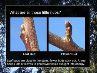 Pruning slideshow | ODP