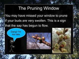 Pruning slideshow | ODP