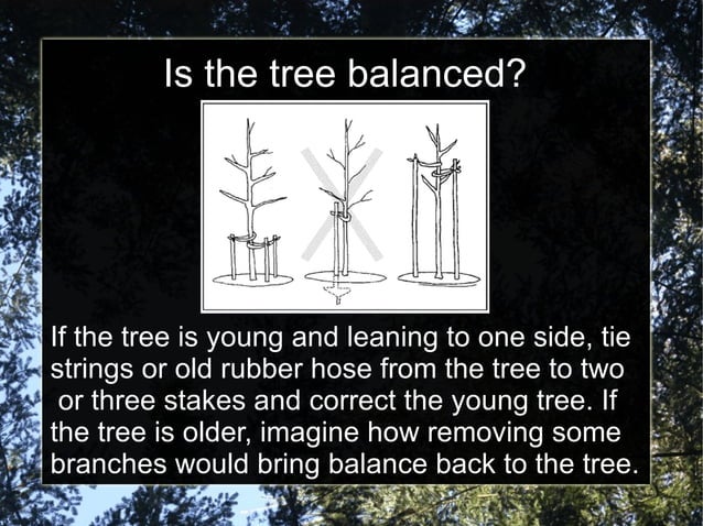 Pruning slideshow | PPT