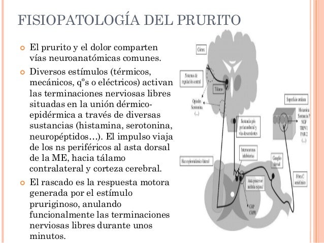 Prurito En Atención Primaria