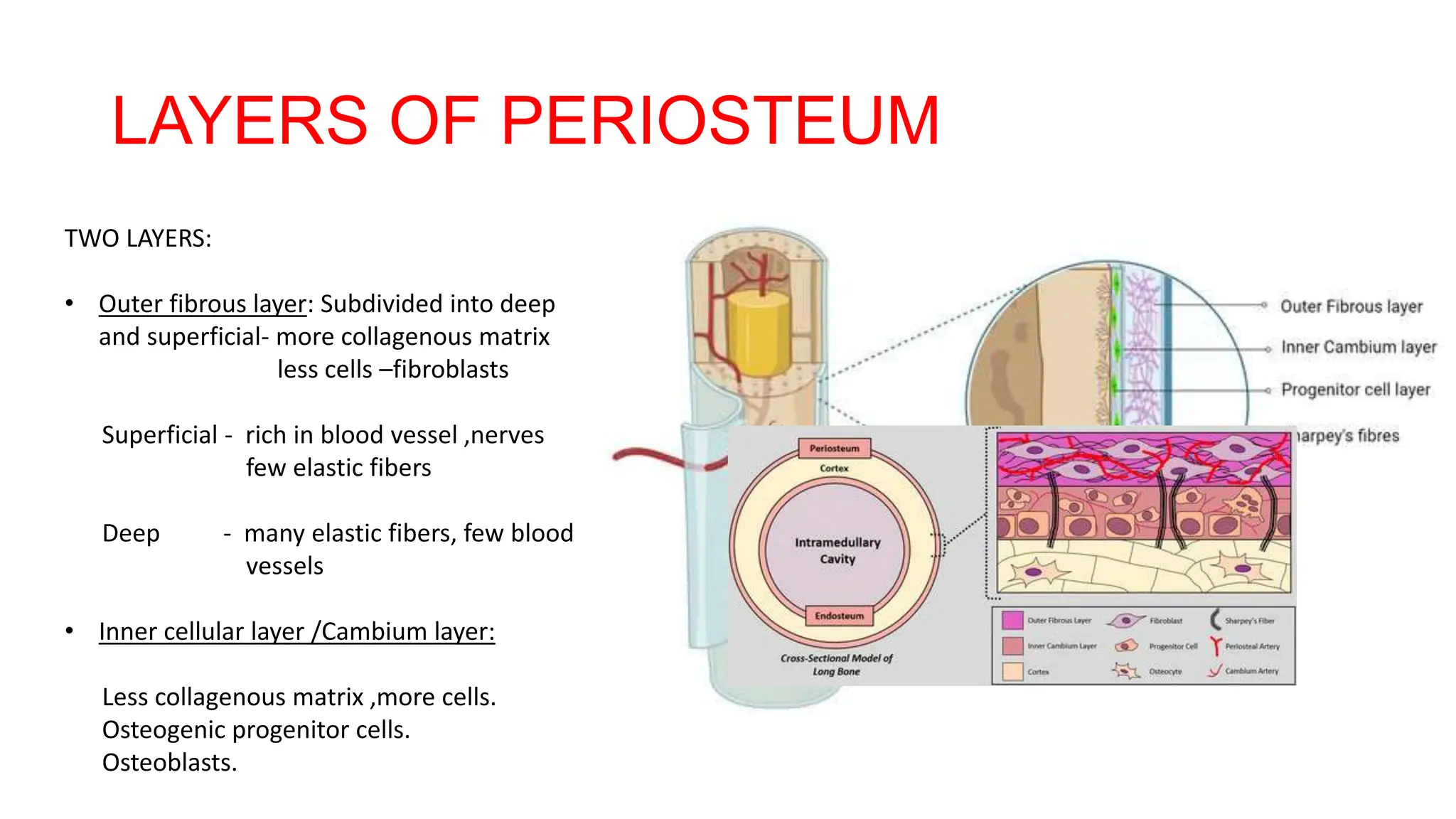 periosteal reaction radiology review.pptx