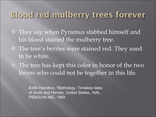 Prymas And Thisbe Ppt | PPT