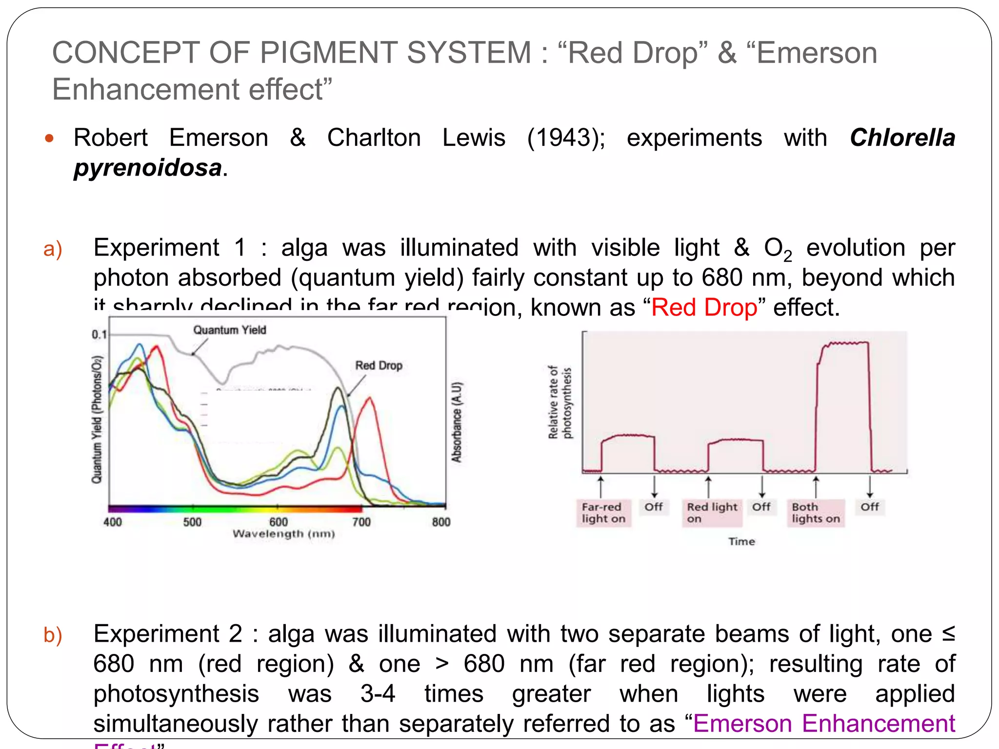 Light reaction of Photosynthesis | PPTX