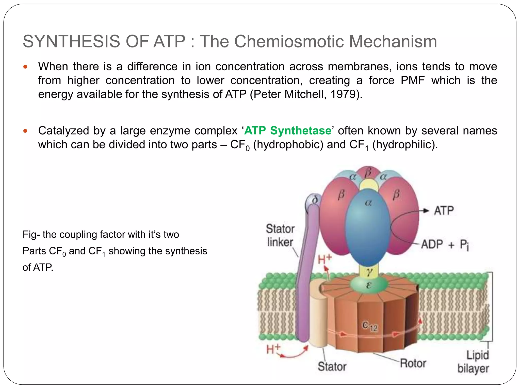 Light reaction of Photosynthesis | PPTX
