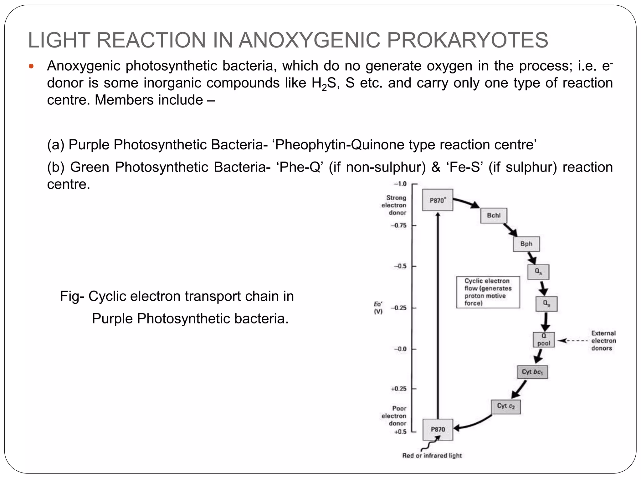 Light reaction of Photosynthesis | PPTX