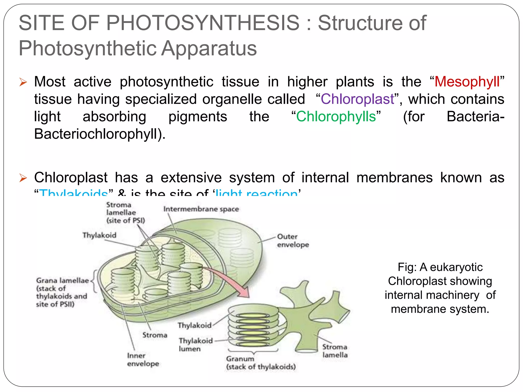 Light reaction of Photosynthesis | PPTX